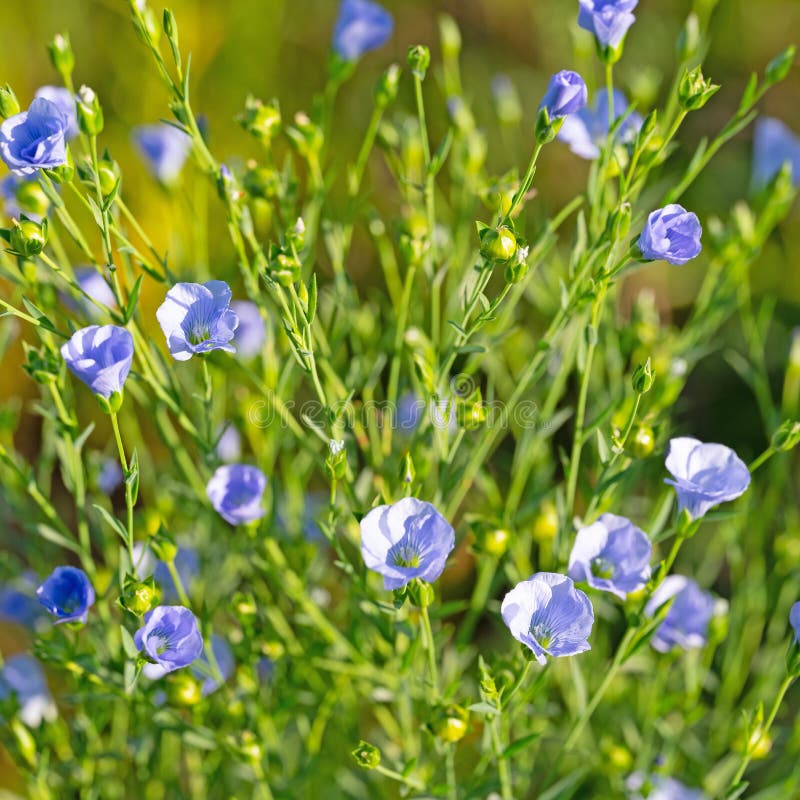 Common Flax, Also Known As Linum Usitatissimum, Produces Dry Seed ...