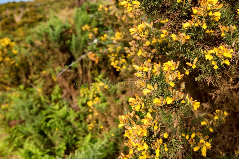 Common Gorse - Ulex Europaeus Stock Photo - Image of common, flora ...