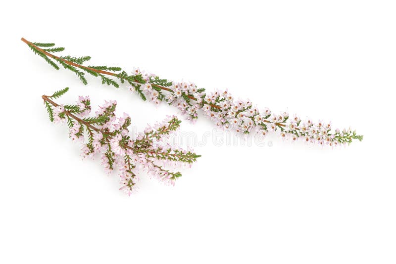 Flowering Common Heather Isolated on White Background Stock Photo ...