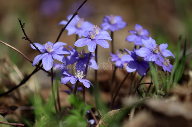 Flowering Common Hepatica or Liverwort (Hepatica Nobilis) Plants in ...