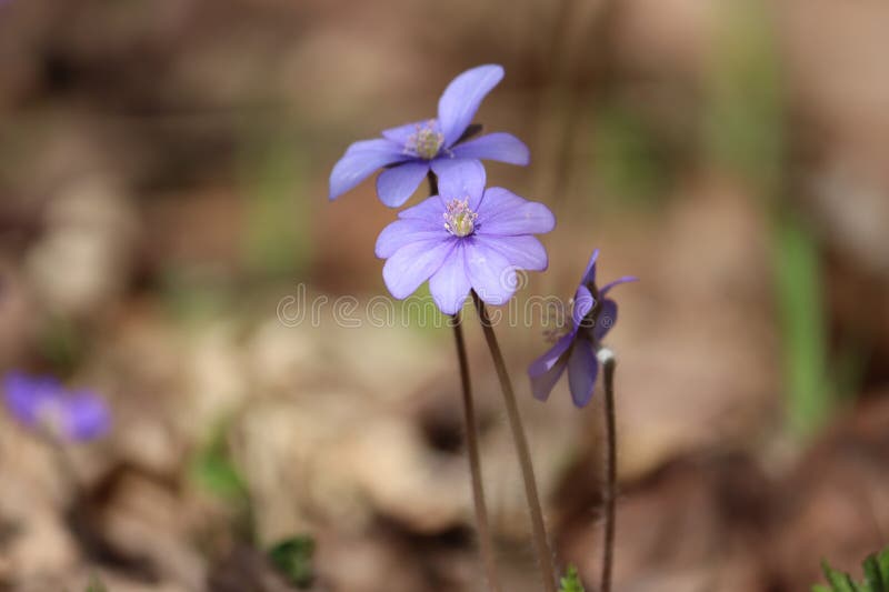 Flowering Common Hepatica or Liverwort (Hepatica Nobilis) Plants in ...