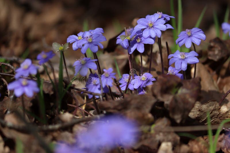 Flowering Common Hepatica or Liverwort (Hepatica Nobilis) Plants in ...