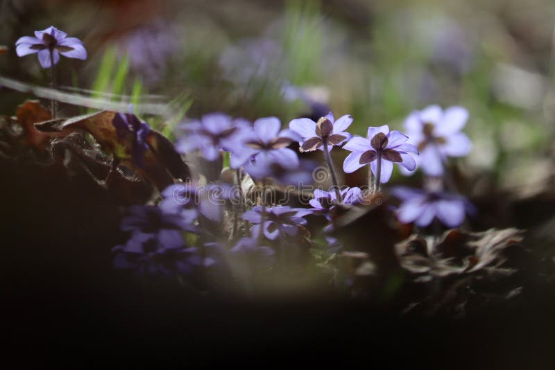 Flowering Common Hepatica or Liverwort (Hepatica Nobilis) Plants in ...