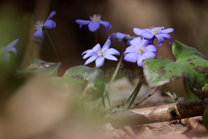 Flowering Common Hepatica or Liverwort (Hepatica Nobilis) Plants in ...