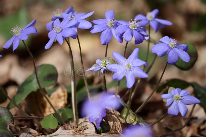 Flowering Common Hepatica or Liverwort (Hepatica Nobilis) Plants in ...