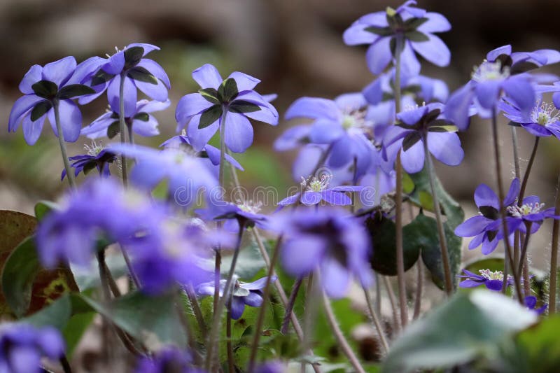 Flowering Common Hepatica or Liverwort (Hepatica Nobilis) Plants in ...