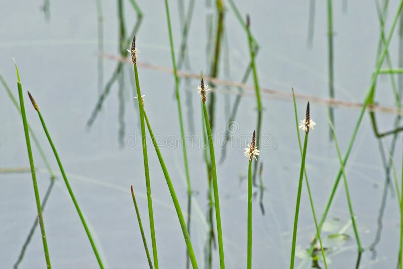 Flowering Common Spike-rush in the Marsh Stock Image - Image of lawn ...