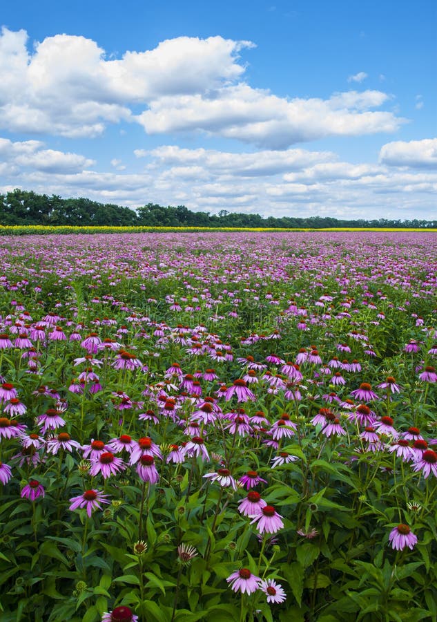 Flowering coneflower field stock image. Image of beauty - 55248437