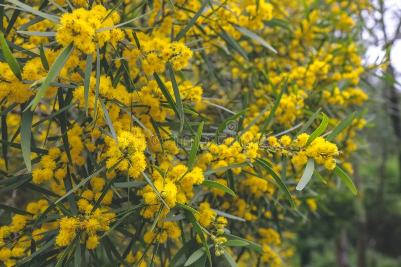 Flowering Cootamundra Wattle Acacia Baileyana Tree Stock Photo - Image ...