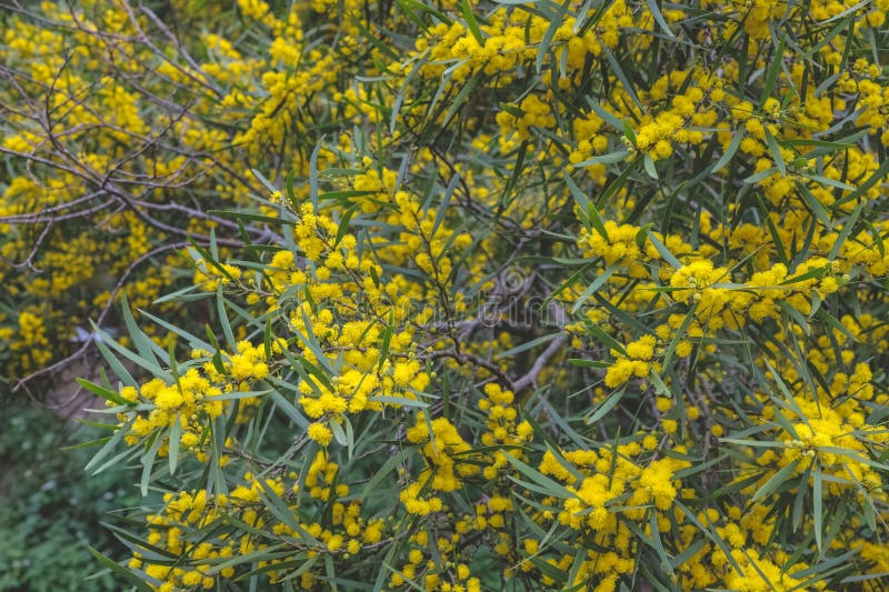 Flowering Cootamundra Wattle Acacia Baileyana Tree Stock Photo - Image ...