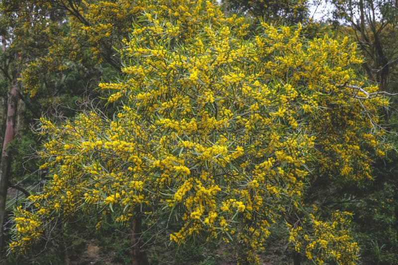 Flowering Cootamundra Wattle Acacia Baileyana Tree Stock Photo - Image ...