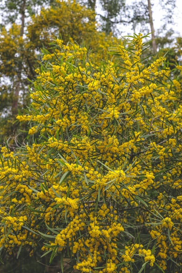 Flowering Cootamundra Wattle Acacia Baileyana Tree Stock Photo - Image ...