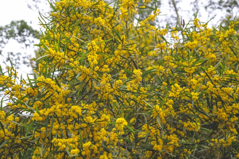 Flowering Cootamundra Wattle Acacia Baileyana Tree Stock Image - Image ...