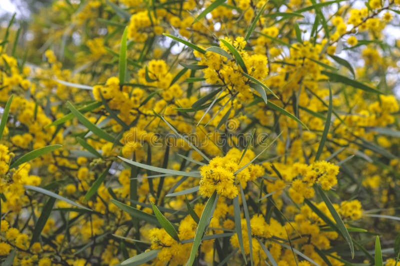 Flowering Cootamundra Wattle Acacia Baileyana Tree Stock Photo - Image ...