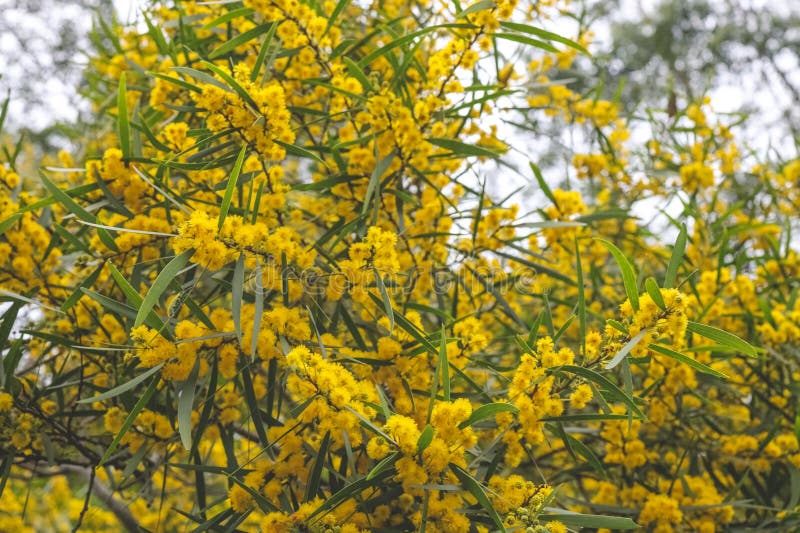 Flowering Cootamundra Wattle Acacia Baileyana Tree Stock Image - Image ...