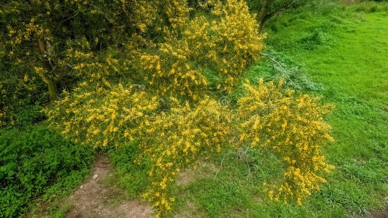 A Flowering Cootamundra Wattle Acacia Baileyana Tree Stock Image ...