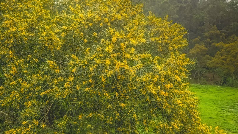 A Flowering Cootamundra Wattle Acacia Baileyana Tree Stock Photo ...