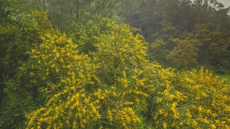 A Flowering Cootamundra Wattle Acacia Baileyana Tree Stock Image ...
