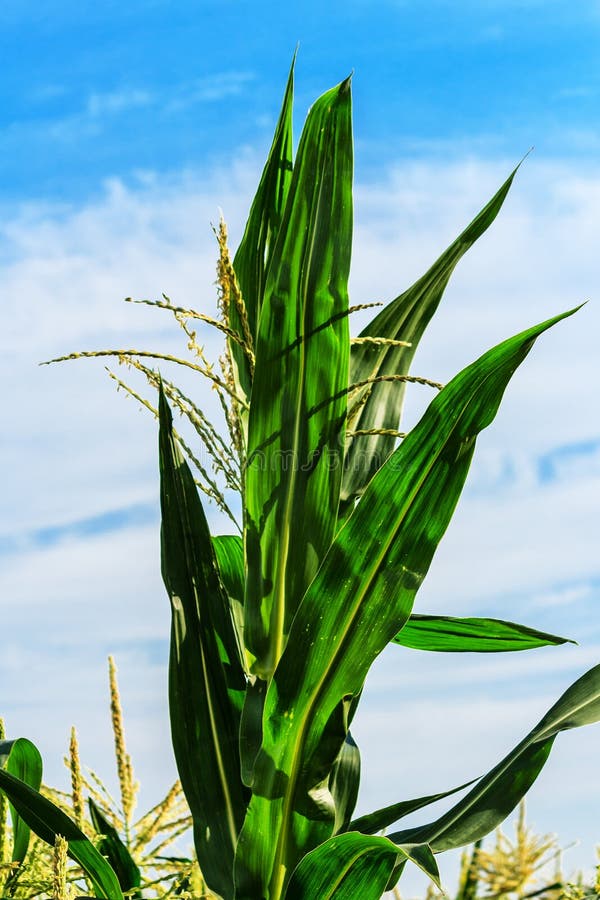 Flowering Corn Plant during Harvest Stock Photo - Image of diet, tint ...