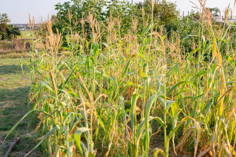 Flowering Corn in the Garden in Summer. Tall Stems with Fluffy Panicles ...