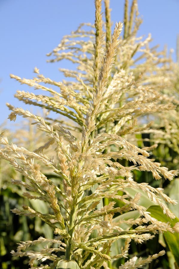 Flowering Corn Plant during Harvest Stock Photo - Image of diet, tint ...