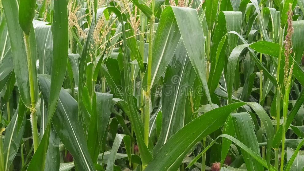 Flowering Corn Trees in a Green Field? Stock Photo - Image of flowering ...