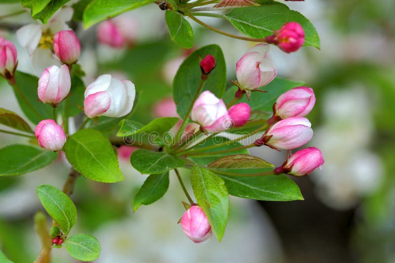Flowering Crab Apple Blossoms Stock Photo - Image of rosaceae, closeup ...