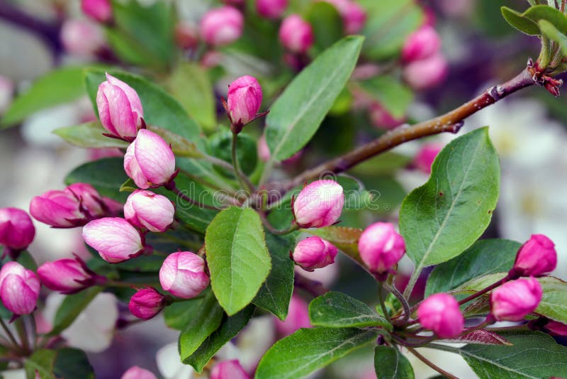 Flowering Crab Apple Blossoms Stock Image - Image of natural, leaf ...
