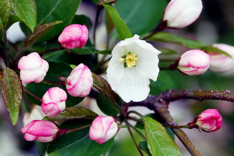 Flowering Crab Apple Blossoms Stock Photo - Image of blossoms, apple ...