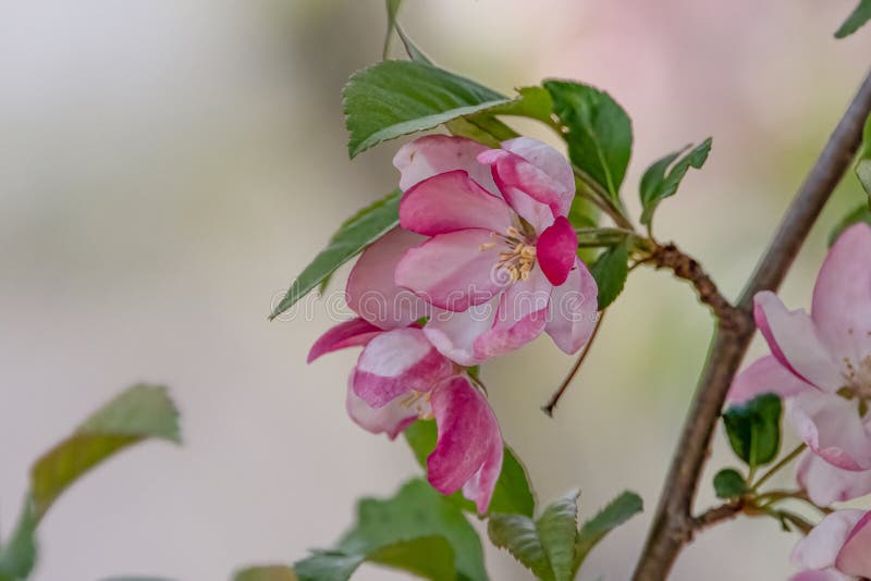 Flowering Crab Apple Tree Close Up Stock Photo - Image of massachusetts ...