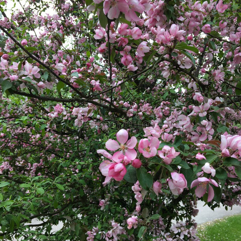 Flowering Crab Apple Tree with Light Pink Flowers in Spring. Stock ...