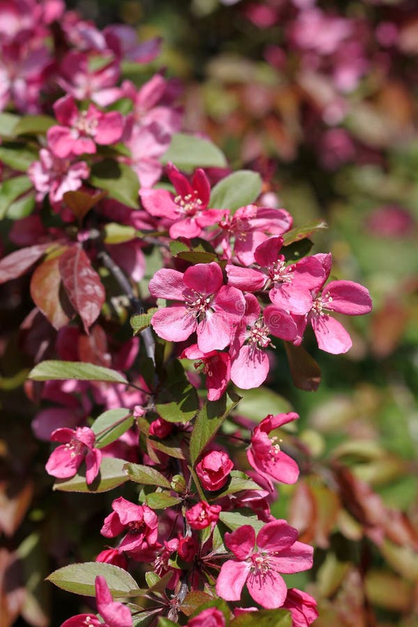 Flowering crabapple blooms stock photo. Image of bloom - 40813542
