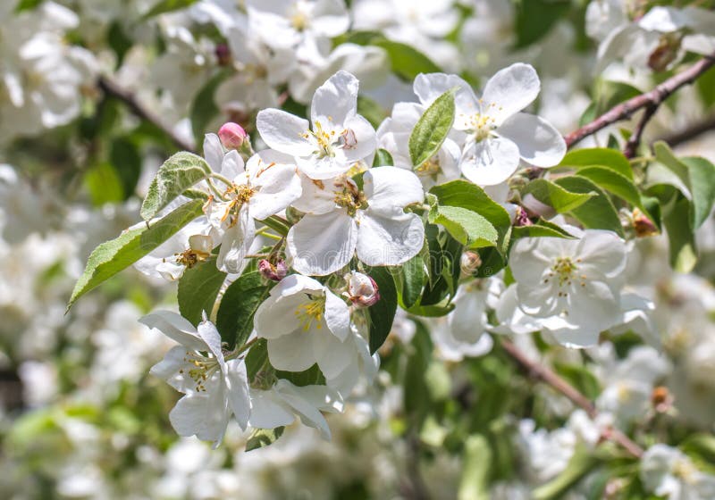 Flowering Crabapple Tree Closeup Stock Photo - Image of bloom, floral ...