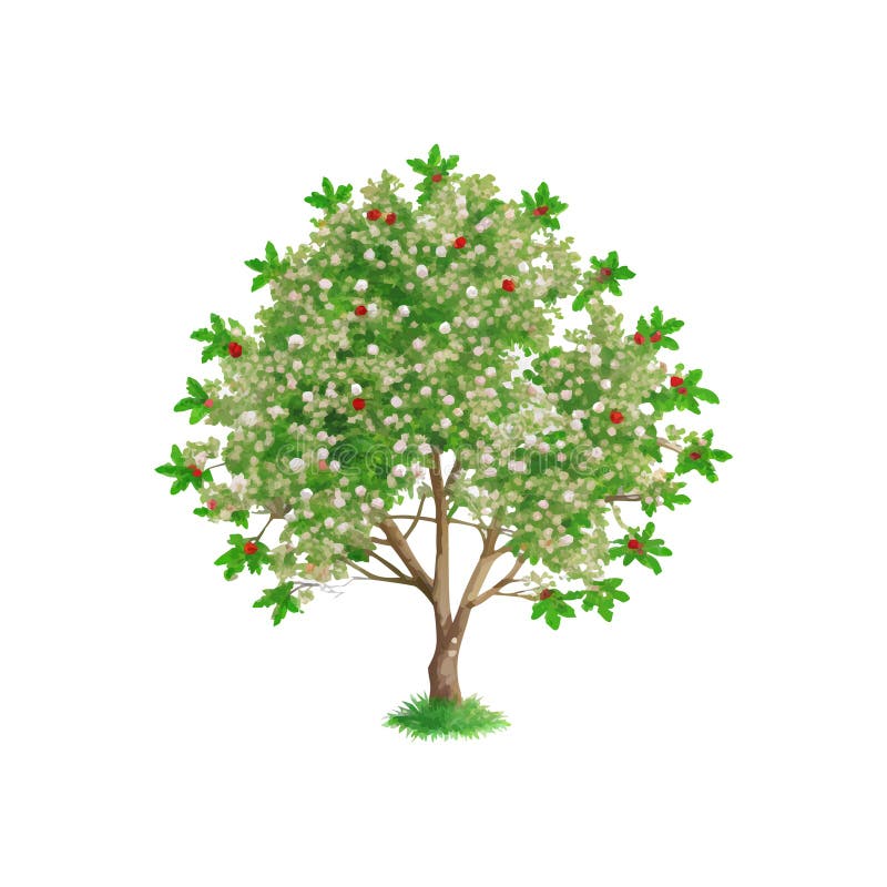Flowering Crabapple Tree Illustration with Red Fruit and White Blooms ...