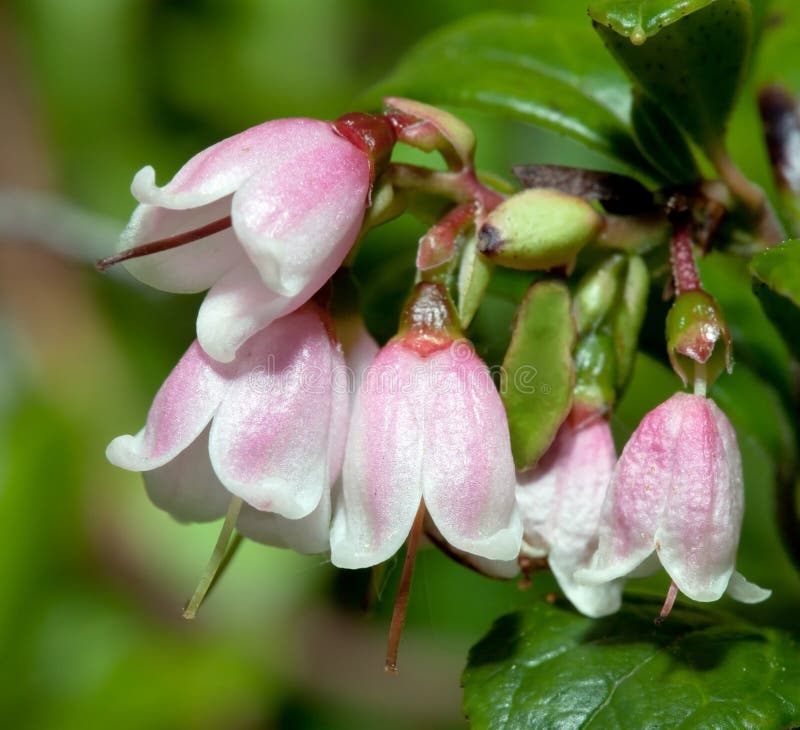 Flowering cranberries stock photo. Image of bunch, white - 20058864