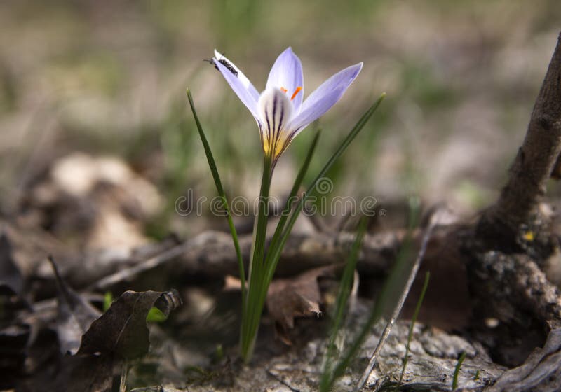 Crocus with insects stock image. Image of covered, distance - 112457613