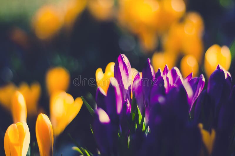 Flowering crocus stock image. Image of sunlight, crocus - 67794053