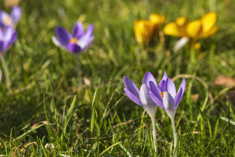 First signs of spring stock image. Image of purple, flora - 266130223