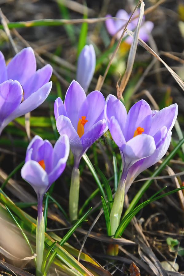 Flowering Crocuses or Crocuses with Purple Petals Spring Crocus ...