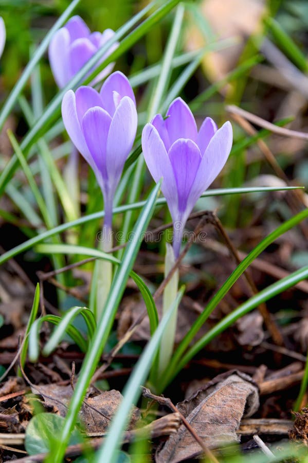 Flowering Crocuses or Crocuses with Purple Petals Spring Crocus ...