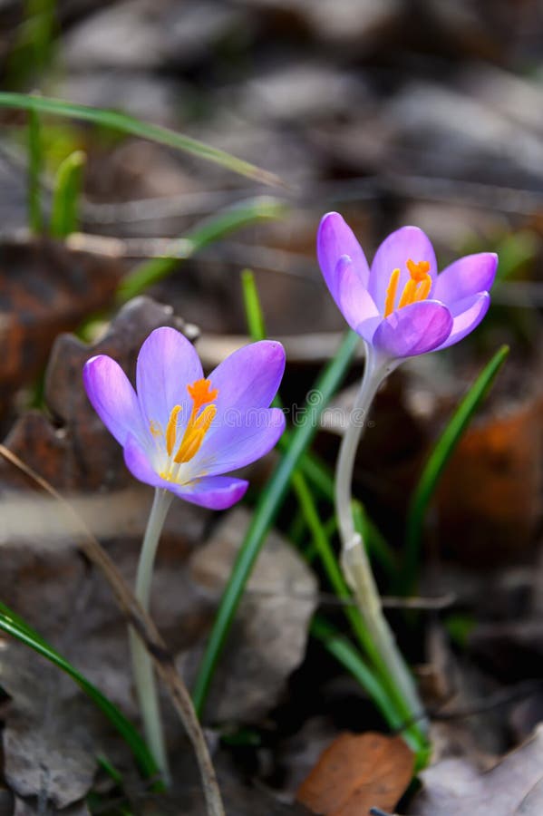 Flowering Crocuses or Crocuses with Purple Petals Spring Crocus ...