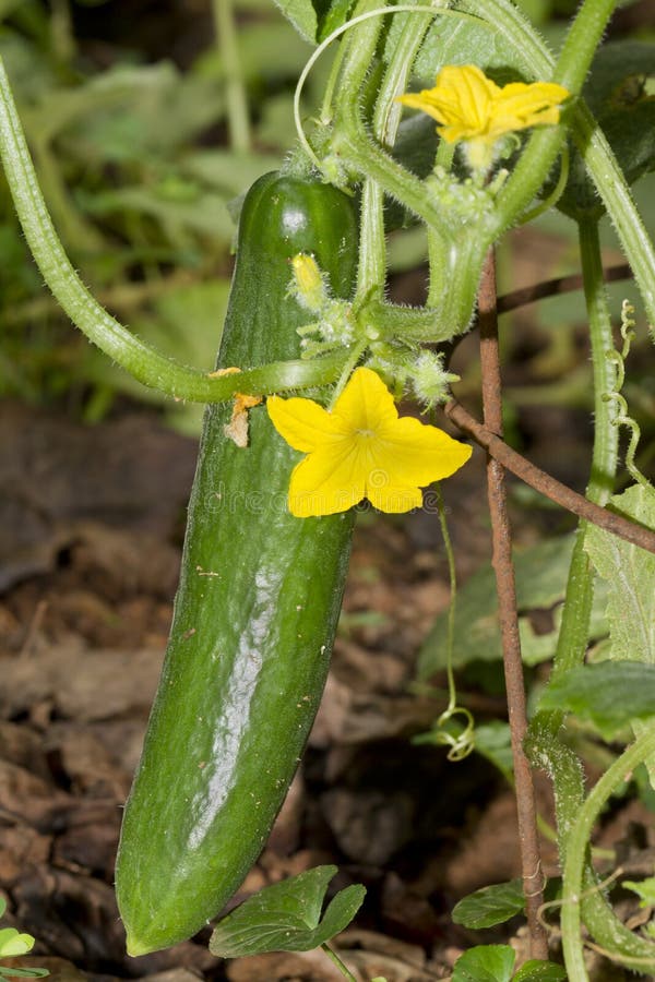 Flowering cucumber stock image. Image of solar, closeup - 15784381