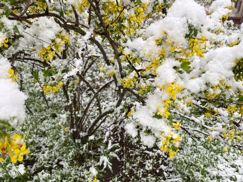 A Flowering Currant Bush is Covered with Snow. Weather and Climate ...