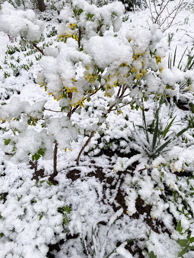 A Flowering Currant Bush is Covered with Snow. Weather and Climate ...