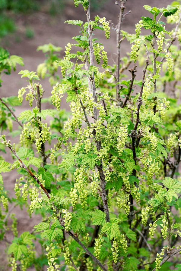 The Flowering Currant Bush. Stock Photo - Image of tree, spring: 68153080