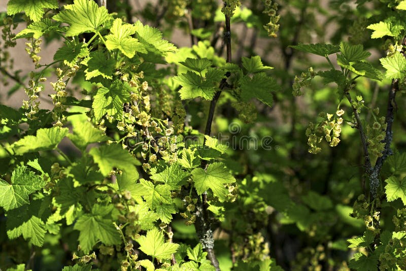 The Flowering Currant Bush. Stock Photo - Image of branches, flowering ...