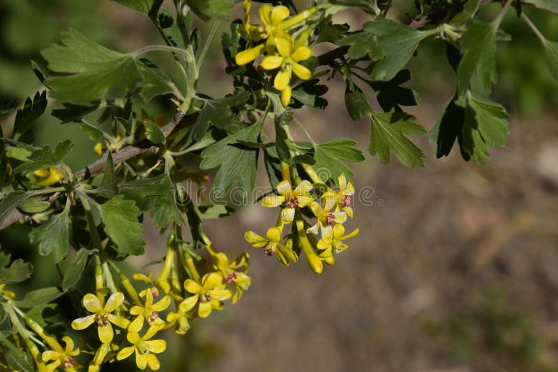 Flowering Currant Bush Gold. Stock Photo - Image of nature, leaf: 114814938