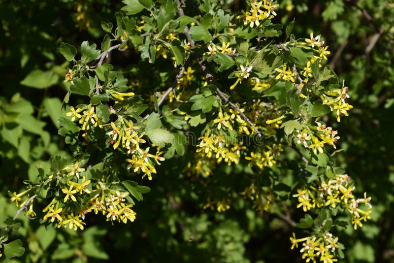 Flowering Currant Bush Gold. Stock Image - Image of garden, golden ...