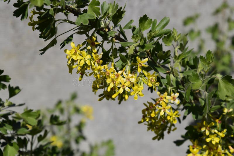Flowering Currant Bush Gold. Stock Photo - Image of nature, leaf: 114814938