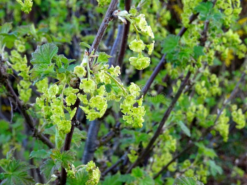 Flowering currant bush stock image. Image of food, green - 215171311